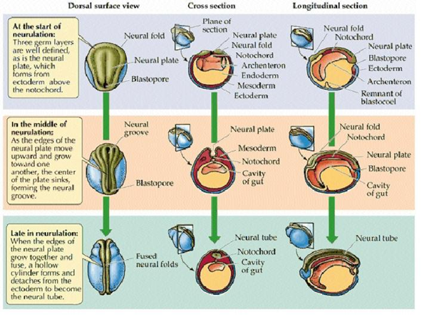 NEURULASI ~ Embryology of Aves